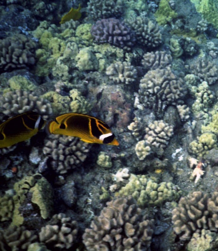 Generated with Arles Image Web Page Creator